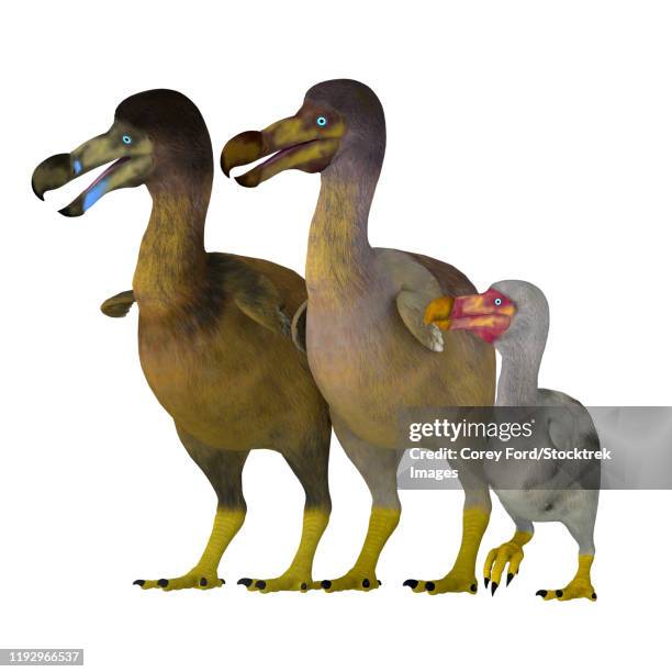 328 Omnivore High Res Illustrations - Getty Images 328 Omnivore High Res Illustrations - Getty Images