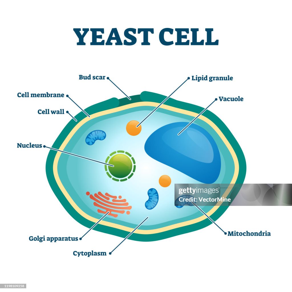 Yeast Cell Vector Illustration Labeled Organism Closeup Structure Diagram High Res Vector