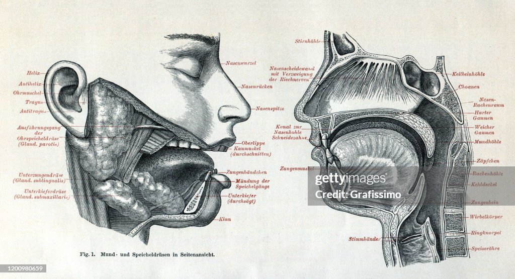 Human Face Side View Cross Section Illustration High-Res Vector Graphic ... Human Face Side View Cross Section Illustration High-Res Vector Graphic ...