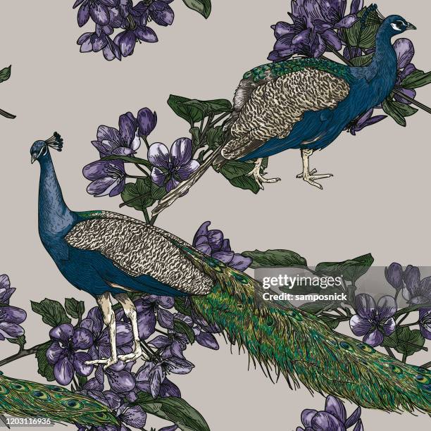 Vintage Peacock Illustration Photos And Premium High Res Pictures Getty Images