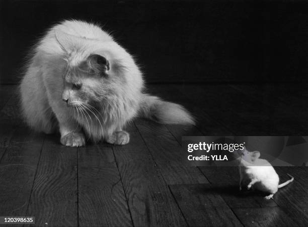 Cat Mouse Game Photos And Premium High Res Pictures Getty Images