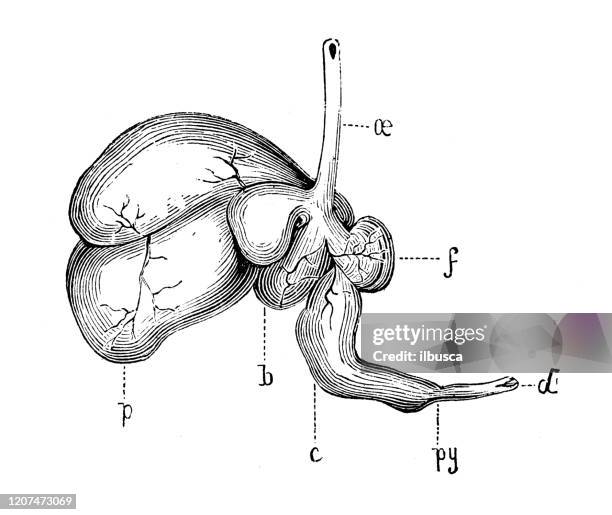 Ruminant Stomach Photos And Premium High Res Pictures Getty Images