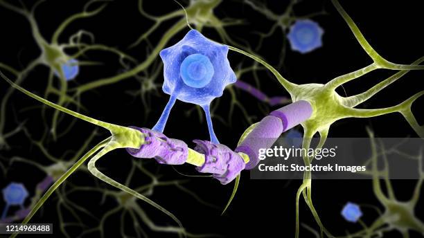Multiple Sclerosis Neuron Photos and Premium High Res Pictures - Getty ... Multiple Sclerosis Neuron Photos and Premium High Res Pictures - Getty ...