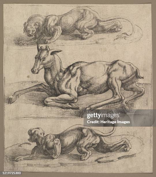 40 Jan Vermeyen Stock Photos, High-Res Pictures, and Images - Getty Images 40 Jan Vermeyen Stock Photos, High-Res Pictures, and Images - Getty Images