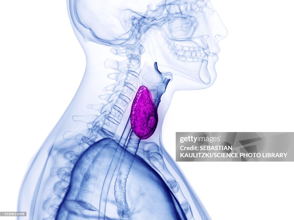 Thyroid Gland Illustration High Res Vector Graphic Getty Images