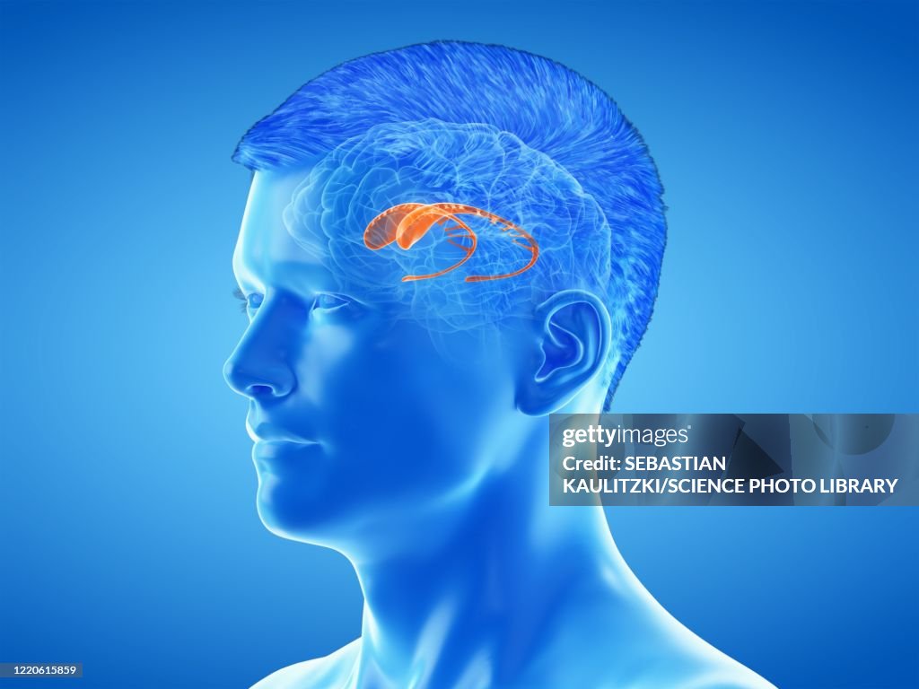 Caudate Nucleus Of The Brain Illustration High Res Vector Graphic Getty Images