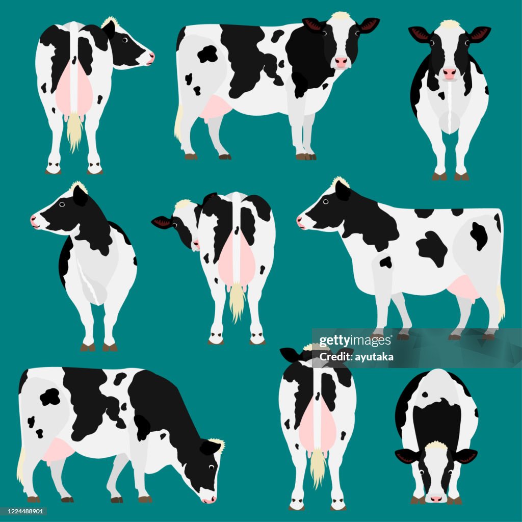 Holstein Friesian Cattle Various Pose Set High Res Vector Graphic Getty Images