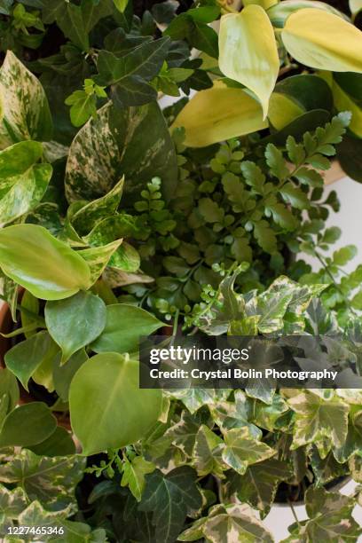 Green Assorted Tropical Plants Clustered Together 이미지 (1227465346) - 게티 ...