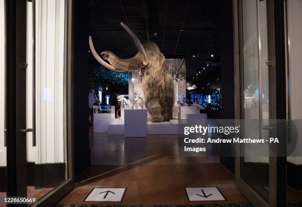 Woolly Mammoth Museum Photos and Premium High Res Pictures - Getty Images Woolly Mammoth Museum Photos and Premium High Res Pictures - Getty Images