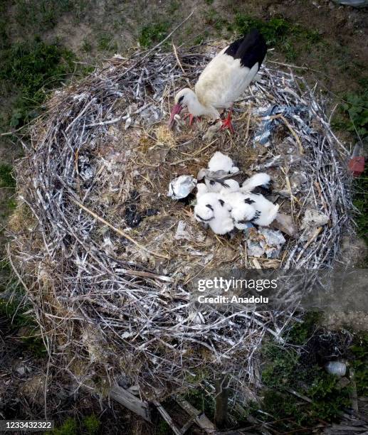 Stork Flying With Baby Photos and Premium High Res Pictures - Getty Images Stork Flying With Baby Photos and Premium High Res Pictures - Getty Images