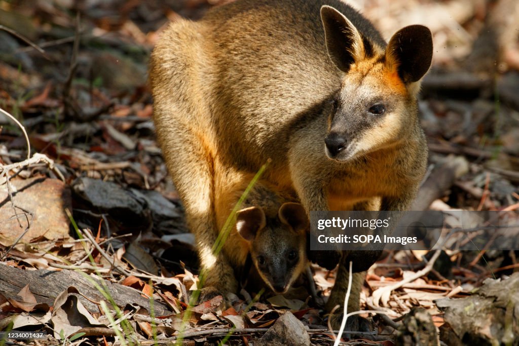 Swamp Wallaby Female With Joey In Pouch Seen At Raven Street Reserve