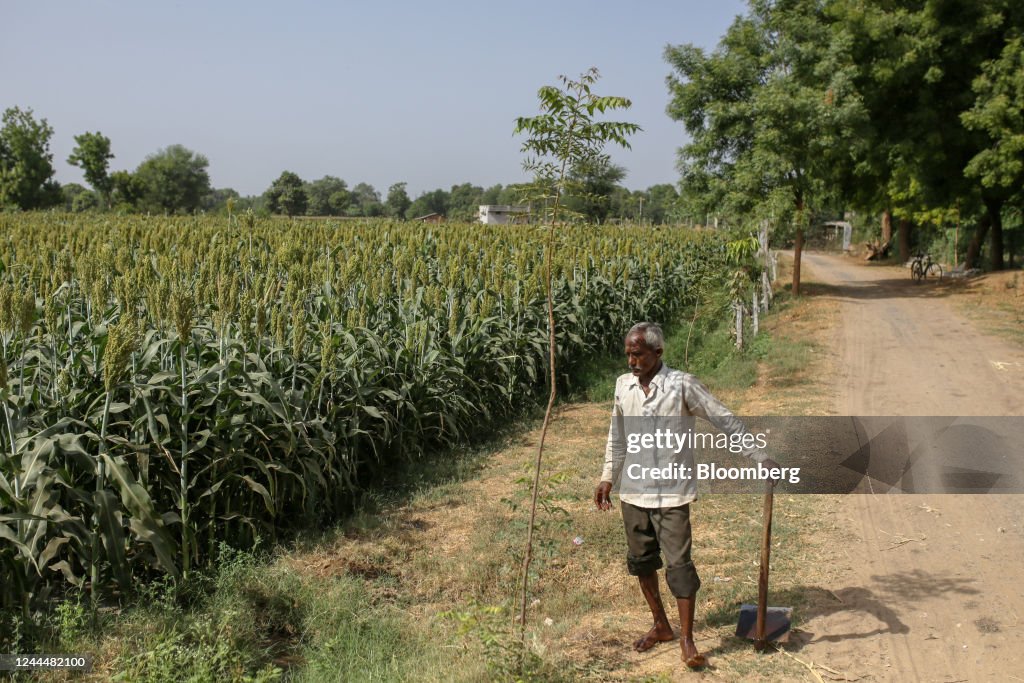 A Worker Stands By The Sorghum Field At Narayan Dairy Farm In Anand News Photo Getty Images