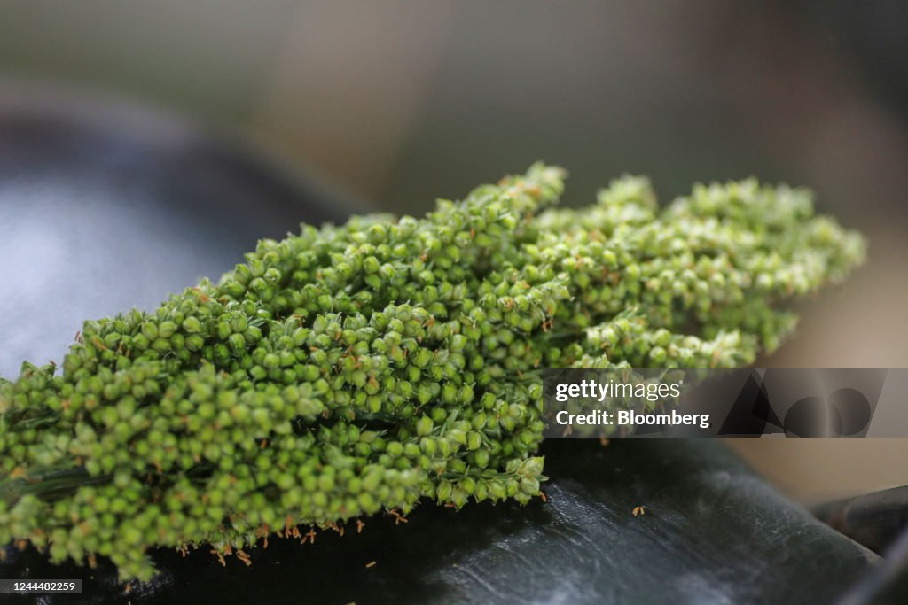 Sorghum At Narayan Dairy Farm In Anand District Gujarat India On