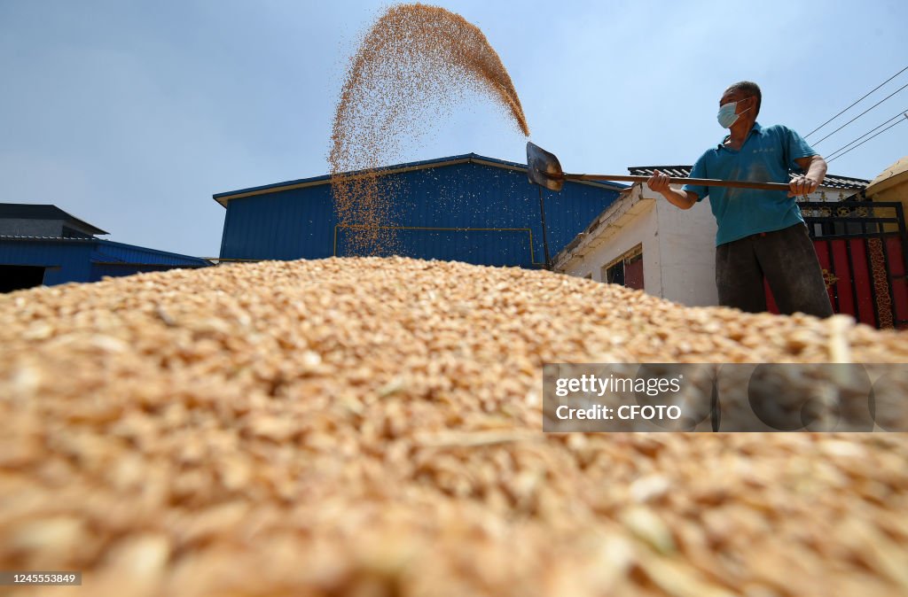Handan China June 5 2022 Farmers Harvest Wheat In Handan Hebei