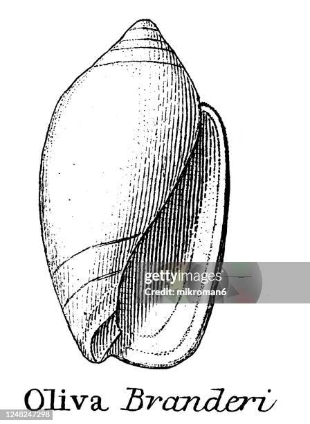 Precambrian Era Photos and Premium High Res Pictures - Getty Images Precambrian Era Photos and Premium High Res Pictures - Getty Images
