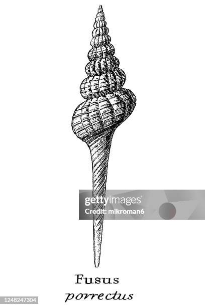 Precambrian Era Photos and Premium High Res Pictures - Getty Images Precambrian Era Photos and Premium High Res Pictures - Getty Images