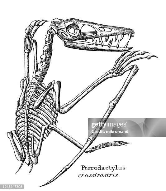 Precambrian Era Photos and Premium High Res Pictures - Getty Images Precambrian Era Photos and Premium High Res Pictures - Getty Images