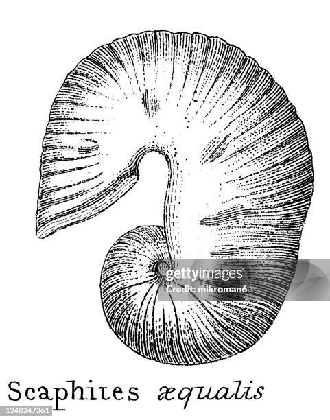 Precambrian Era Photos and Premium High Res Pictures - Getty Images Precambrian Era Photos and Premium High Res Pictures - Getty Images
