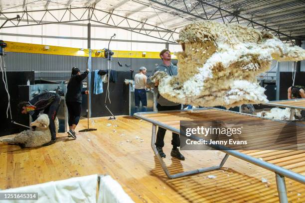 Wool Classing Photos and Premium High Res Pictures - Getty Images Wool Classing Photos and Premium High Res Pictures - Getty Images