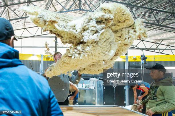 Wool Classing Photos and Premium High Res Pictures - Getty Images Wool Classing Photos and Premium High Res Pictures - Getty Images