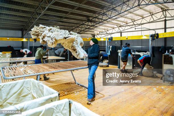 Wool Classing Photos and Premium High Res Pictures - Getty Images Wool Classing Photos and Premium High Res Pictures - Getty Images