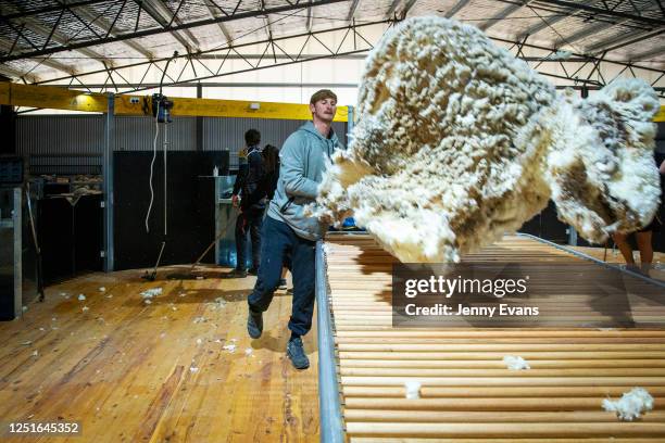 Wool Classing Photos and Premium High Res Pictures - Getty Images Wool Classing Photos and Premium High Res Pictures - Getty Images