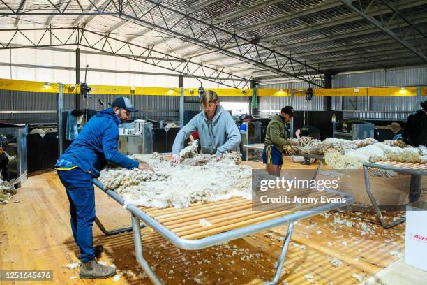 Wool Classing Photos and Premium High Res Pictures - Getty Images Wool Classing Photos and Premium High Res Pictures - Getty Images