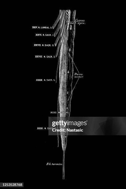Spinal Diagram High Res Illustrations - Getty Images Spinal Diagram High Res Illustrations - Getty Images