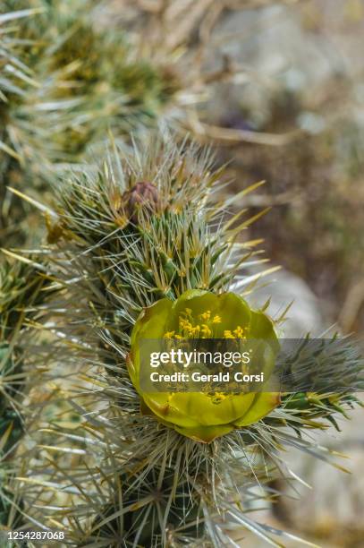 Silver cholla, Joshua Tree National Park, California, Mojave Desert 이미지 ...