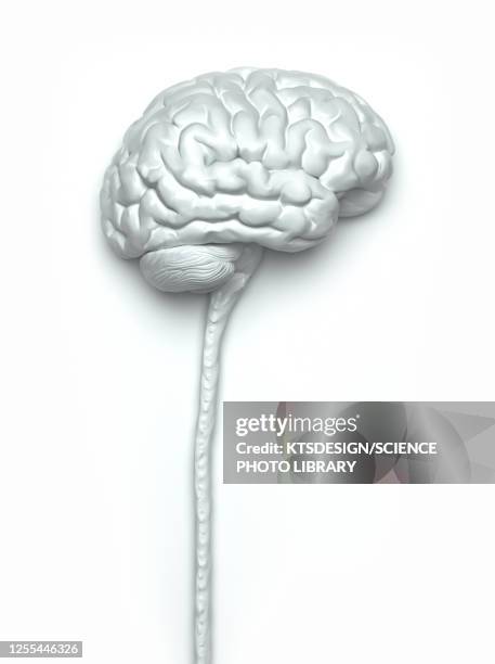 Real Human Brain And Spinal Cord