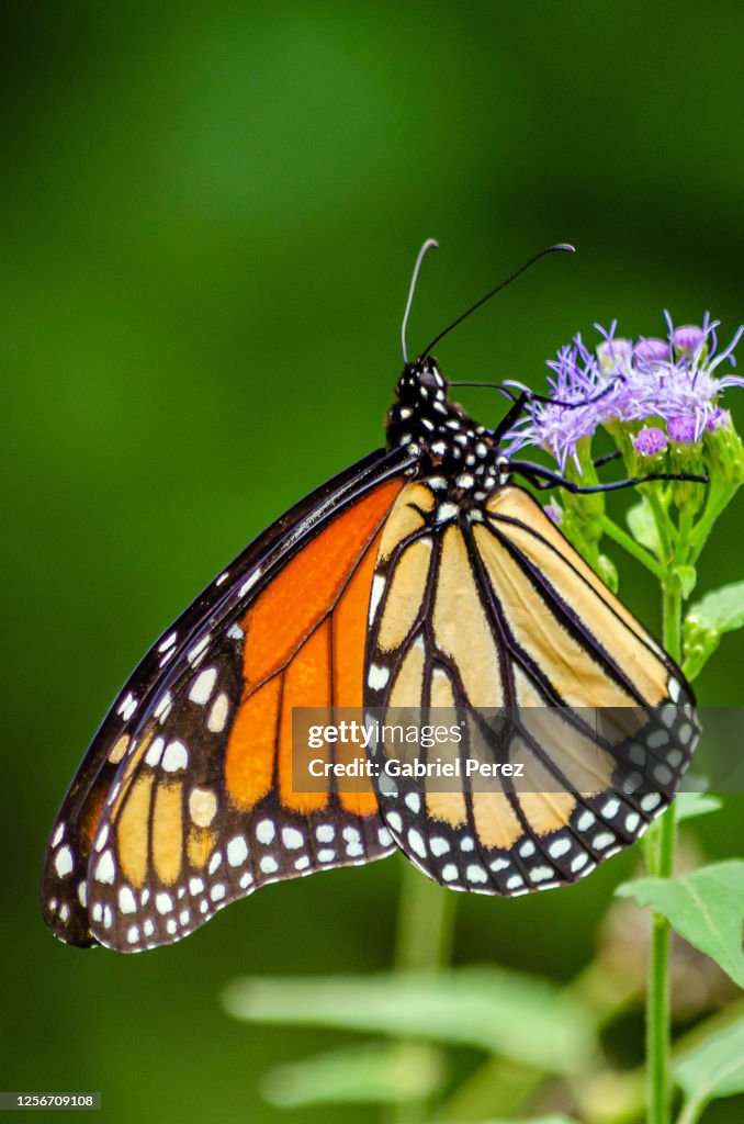 A Migrating Monarch Butterfly High-Res Stock Photo - Getty Images A Migrating Monarch Butterfly High-Res Stock Photo - Getty Images