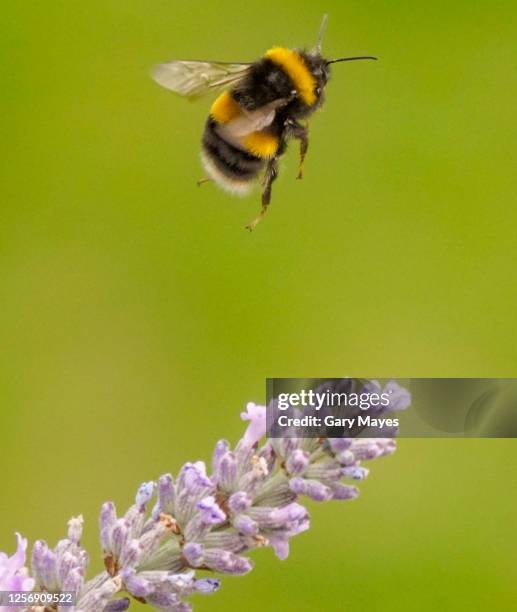 Bumblebee Bug Flying