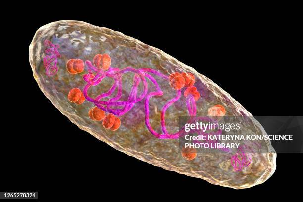 Pneumonic Plague Photos and Premium High Res Pictures - Getty Images Pneumonic Plague Photos and Premium High Res Pictures - Getty Images