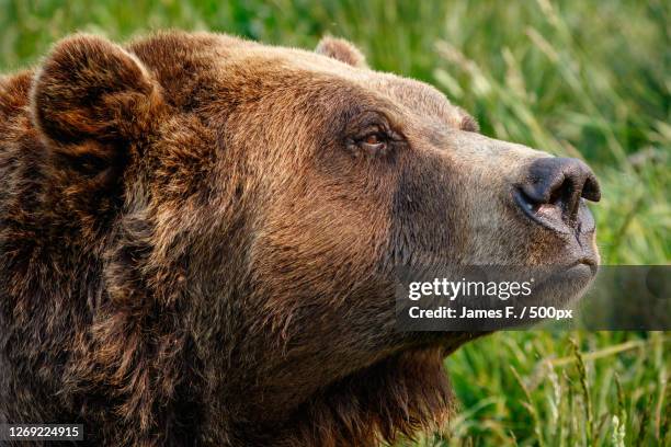 Grizzly Bear Close Up Photos And Premium High Res Pictures Getty Images