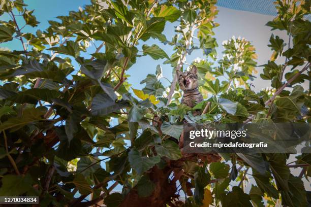 Rescuing Cat Tree Photos and Premium High Res Pictures - Getty Images Rescuing Cat Tree Photos and Premium High Res Pictures - Getty Images