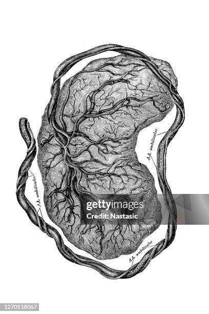 Placenta Diagram Placenta Diagram