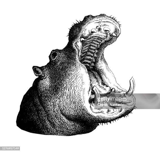 Illustrations Cliparts Dessins Animés Et Icônes De Hippo Open Mouth Getty Images