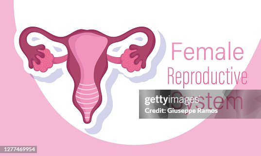 Female Human Reproductive System Internal Sex Organs Of A Woman High