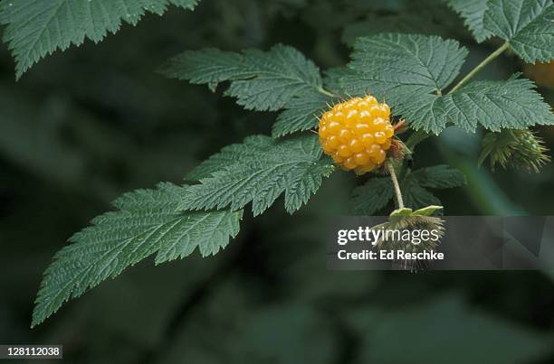 19 Aggregate Fruit Stock Photos, High-Res Pictures, and Images - Getty ... 19 Aggregate Fruit Stock Photos, High-Res Pictures, and Images - Getty ...