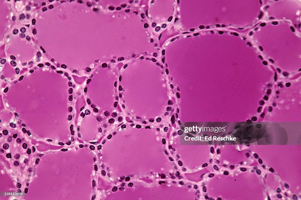 Simple Cuboidal Epithelium Thyroid Simple Cuboidal Epithelium Thyroid