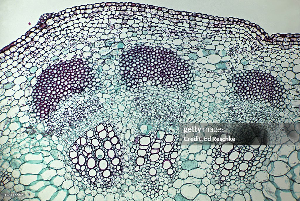 Helianthus Herbaceous Dicot Stem Cross Section Vascular Bundles Cortex