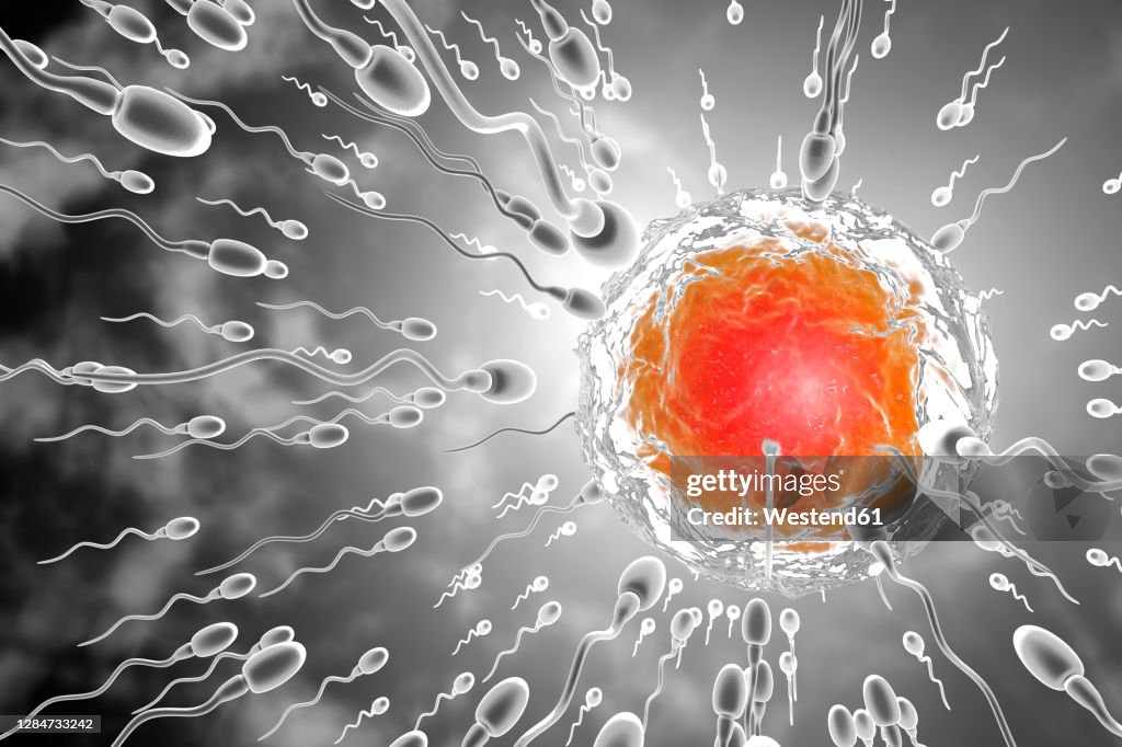 3d Rendered Illustration Of Sperm Cells Racing To Fertilize Egg High
