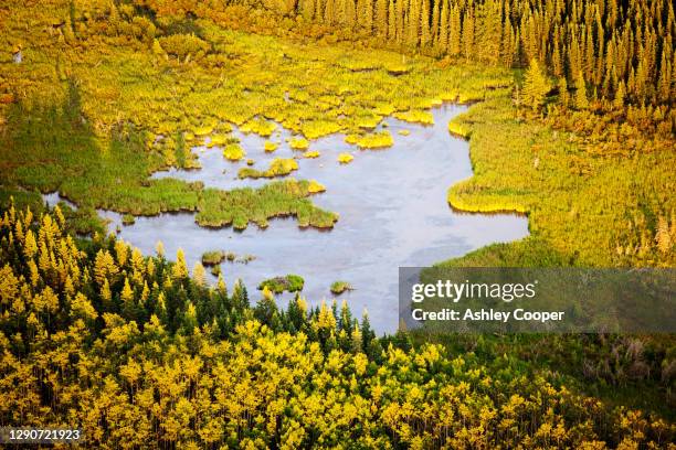 Muskeg Forest Photos et images de collection - Getty Images Muskeg Forest Photos et images de collection - Getty Images