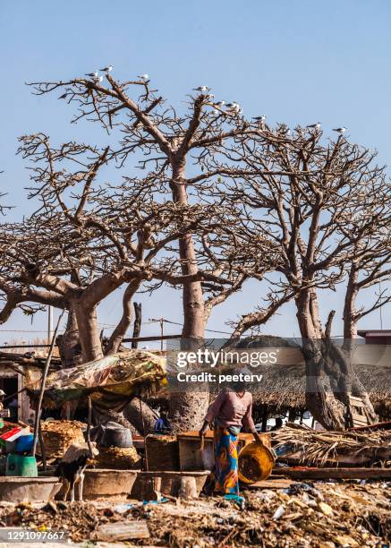 Ethnic Groups In The Gambia Photos and Premium High Res Pictures ... Ethnic Groups In The Gambia Photos and Premium High Res Pictures ...