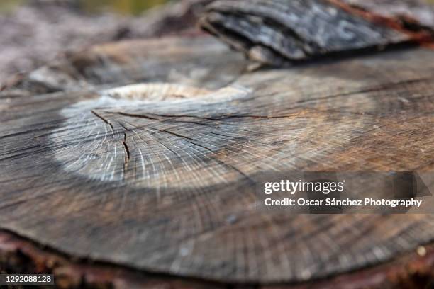 Sectioned Circle Photos and Premium High Res Pictures - Getty Images Sectioned Circle Photos and Premium High Res Pictures - Getty Images