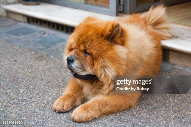 Chow Chow Tongue Photos And Premium High Res Pictures Getty Images