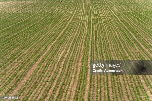 Winter Wheat Planting Photos and Premium High Res Pictures - Getty Images Winter Wheat Planting Photos and Premium High Res Pictures - Getty Images