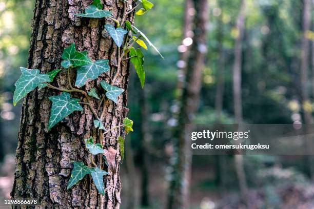 Ivy leaves wrapped in tree trunk 이미지 (1296666678) - 게티이미지뱅크