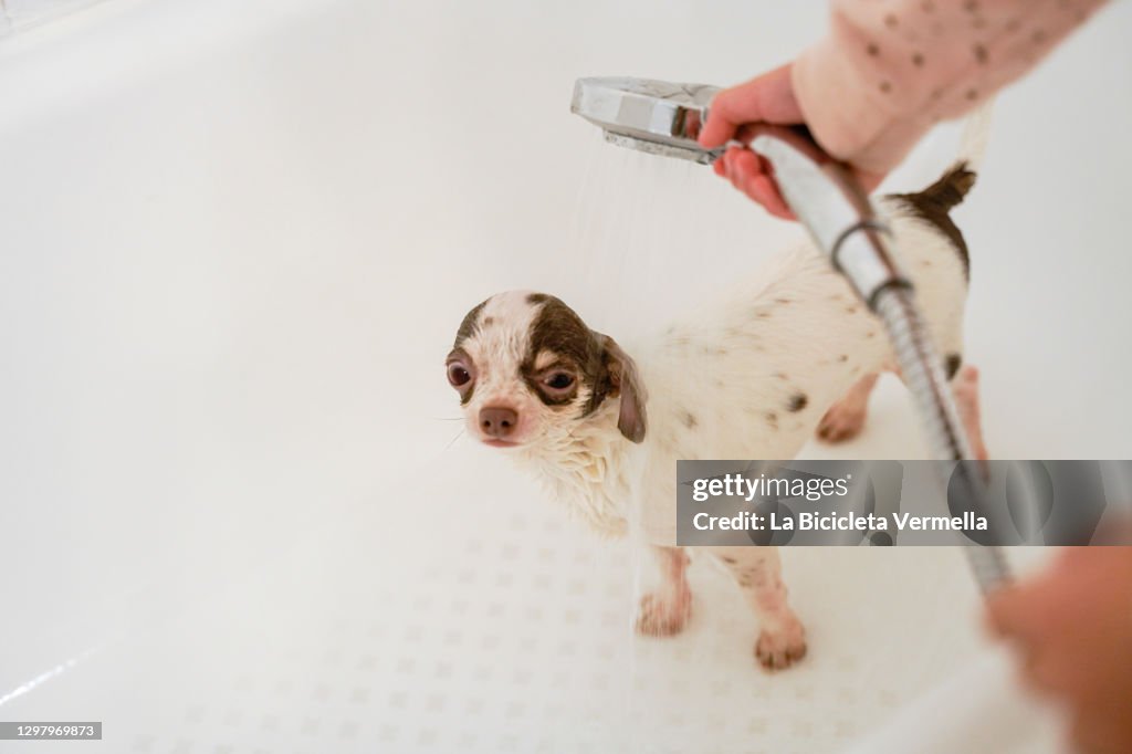 Chihuahua Taking A Bath High-Res Stock Photo - Getty Images Chihuahua Taking A Bath High-Res Stock Photo - Getty Images