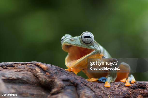 Frog Mouth Open Photos and Premium High Res Pictures - Getty Images Frog Mouth Open Photos and Premium High Res Pictures - Getty Images